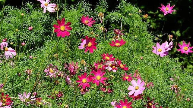 Cosmos, Not Just For Beginners | Flowers, Annual, Garden | Blooming Secrets