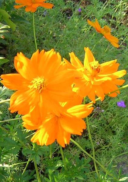 Cosmos, Not Just For Beginners | Flowers, Annual, Garden | Blooming Secrets