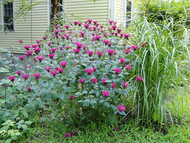 Wet Soil Gardening Tips | Flowers, Plants, Gardening | Blooming Secrets
