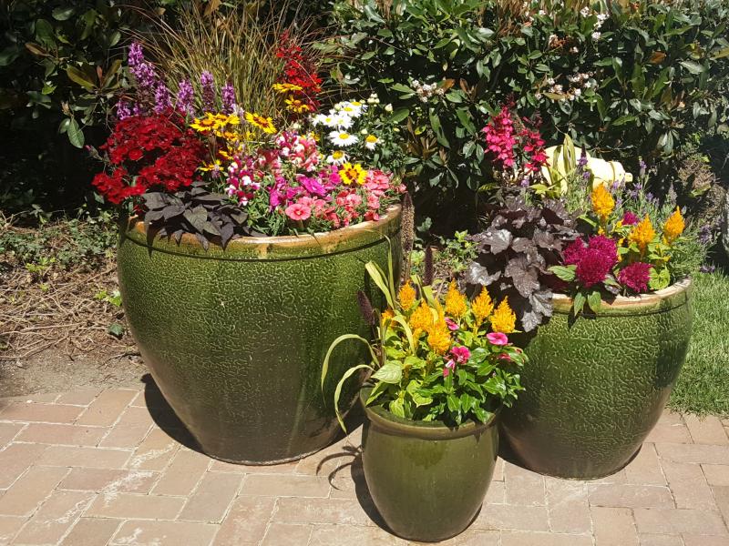 Growing Great Containers | Container Tips, Gardening | Blooming Secrets