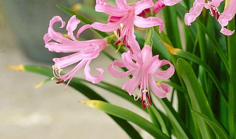 Plant Of The Week April | Flowers, Plants, Gardening | Blooming Secrets