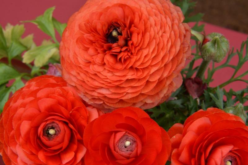 Plant Of The Week April | Flowers, Plants, Gardening | Blooming Secrets