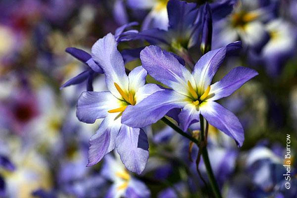 Plant Of The Month February | Flower, Plants, Gardening | Blooming Secrets