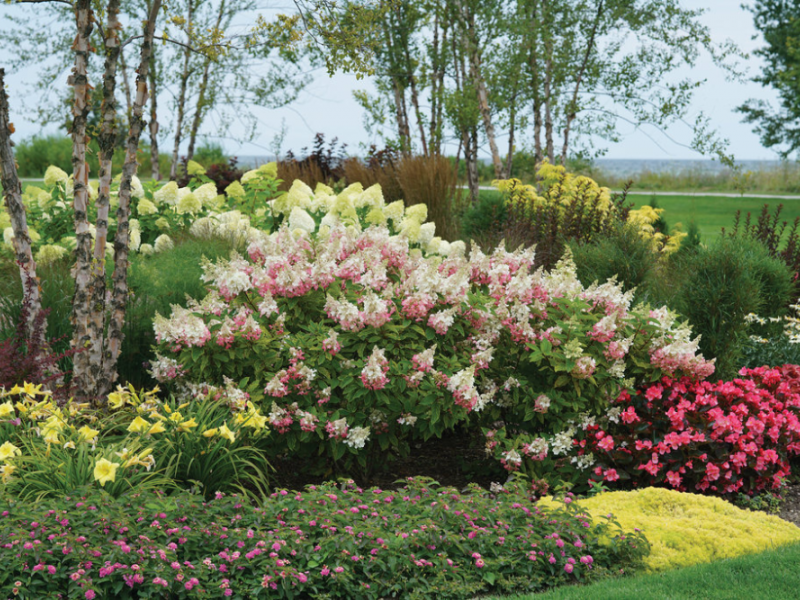 Adding Colorful Shrubs In Your Garden Shrub Gardening Blooming Secrets