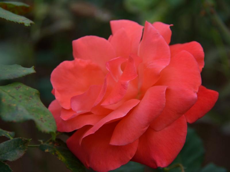 Rose Care for Beginners | Rose, Pruning, Disease Control, Gardening ...