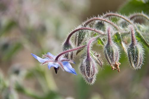 Tips On Growing Borage | Borage, Herb, Plant, Gardening | Blooming Secrets