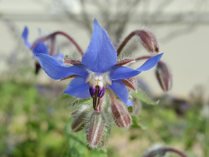 Tips On Growing Borage | Borage, Herb, Plant, Gardening | Blooming Secrets