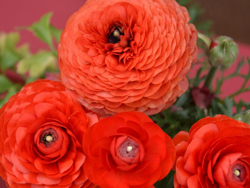 Tips On Growing Ranunculus | Flowers, Gardening | Blooming Secrets