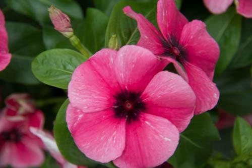 Tips For Growing Vinca | Vinca, Annual, Flower, Garden | Blooming Secrets