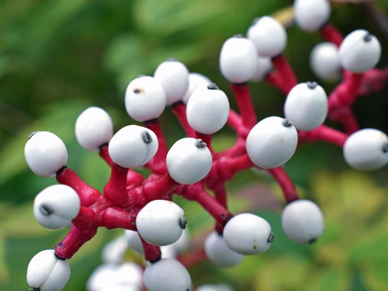 Scary Garden Plants | Creative Gardening, Gardening | Blooming Secrets