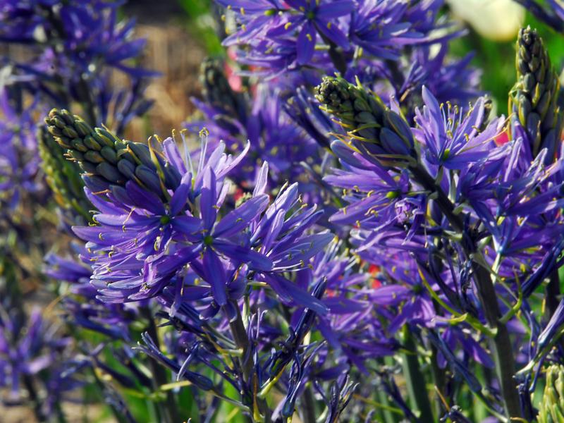 Tips On Growing Camassia Quamash I Flowers, Gardening I Blooming Secrets