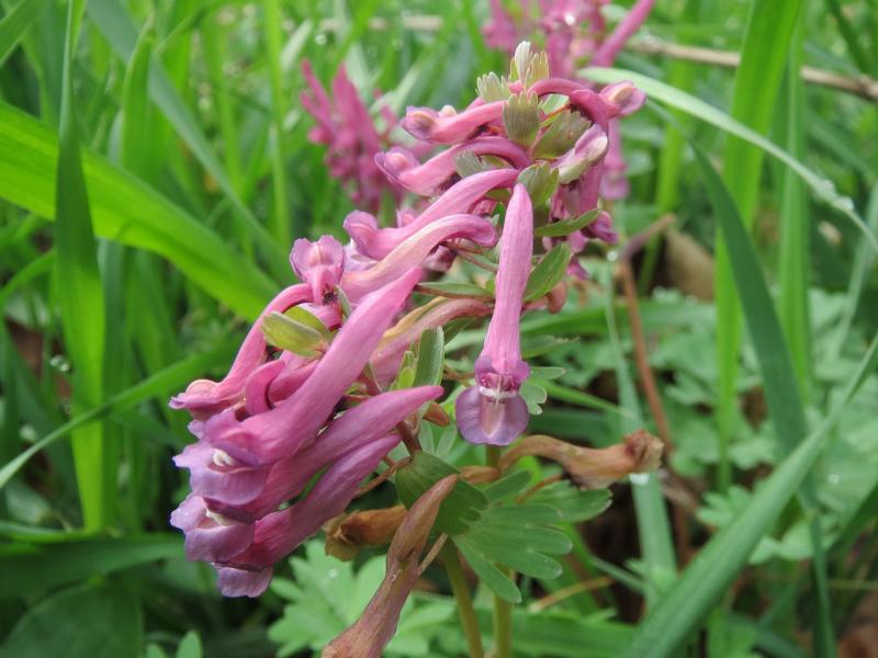 Tips For Growing Corydalis | Corydalis, Flower, Garden | Blooming Secrets