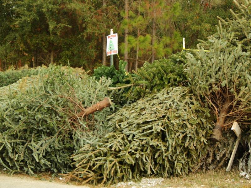 Ways To Recycle Your Christmas Tree | Recycle, Gardening | Blooming Secrets