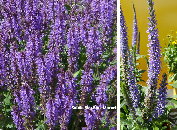 2019 New Plant Introductions | Flower, Shrub, Gardening | Blooming Secrets