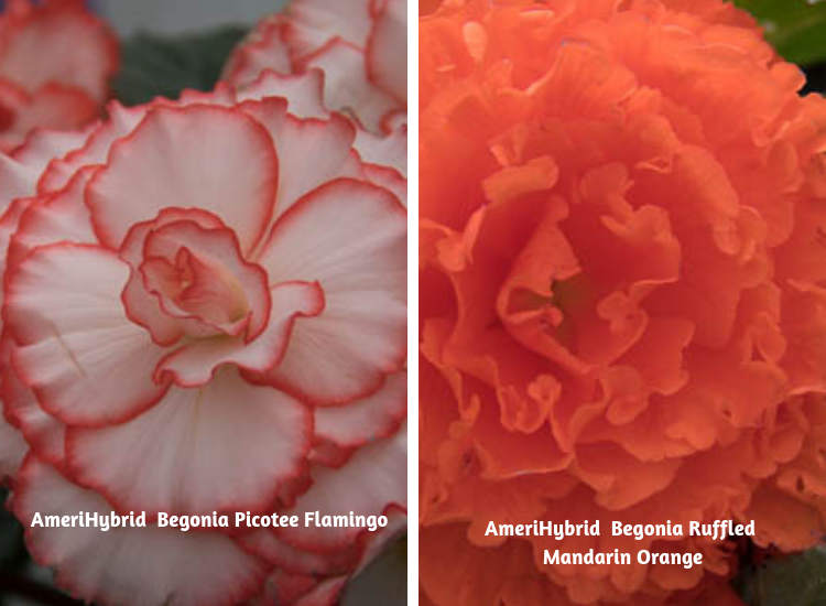 2019 New Plant Introductions | Flower, Shrub, Gardening | Blooming Secrets