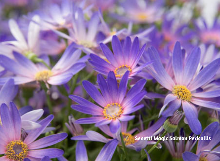 2019 New Plant Introductions | Flower, Shrub, Gardening | Blooming Secrets