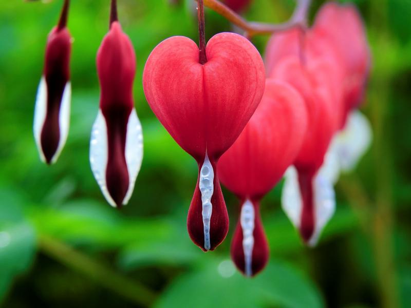 Get Creative By Growing These Valentines | Gardening | Blooming Secrets