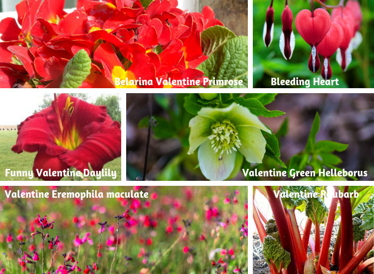 Get Creative By Growing These Valentines | Gardening | Blooming Secrets