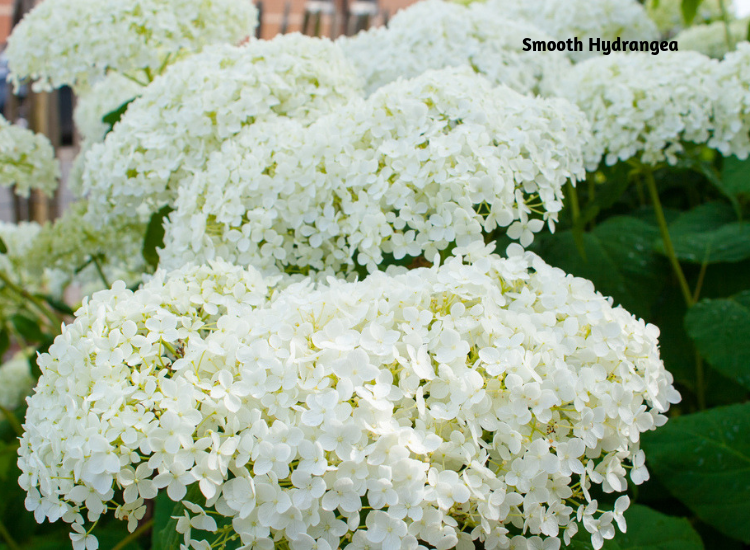 Types Of Hydrangeas | Shrub, Flowers, Gardening | Blooming Secrets