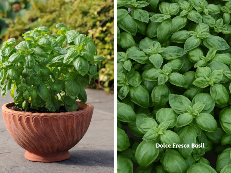 Learn About Basil Varieties | Basil, Herbs, Gardening | Blooming Secrets