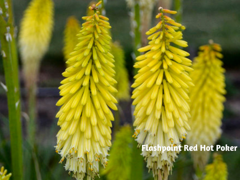 Add Chartreuse Plants To Your Garden | Plants, Gardening | Blooming Secrets