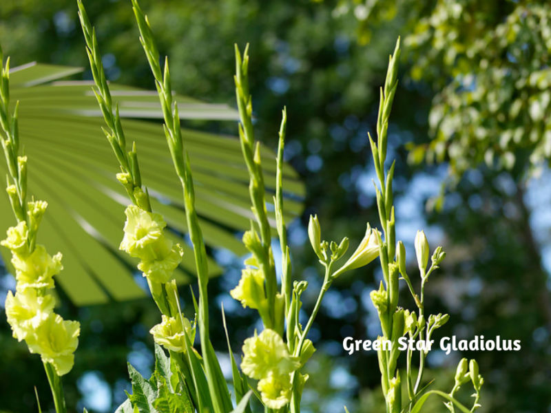 Add Chartreuse Plants To Your Garden | Plants, Gardening | Blooming Secrets