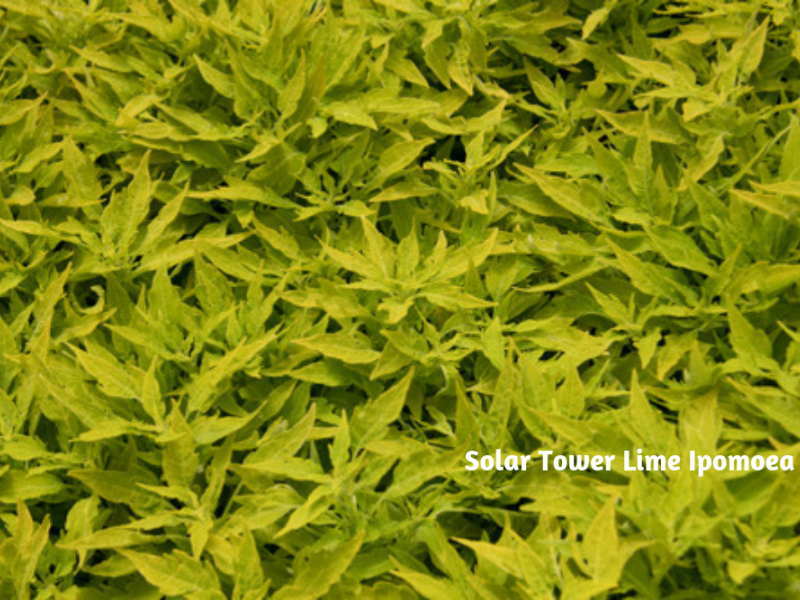Add Chartreuse Plants To Your Garden | Plants, Gardening | Blooming Secrets