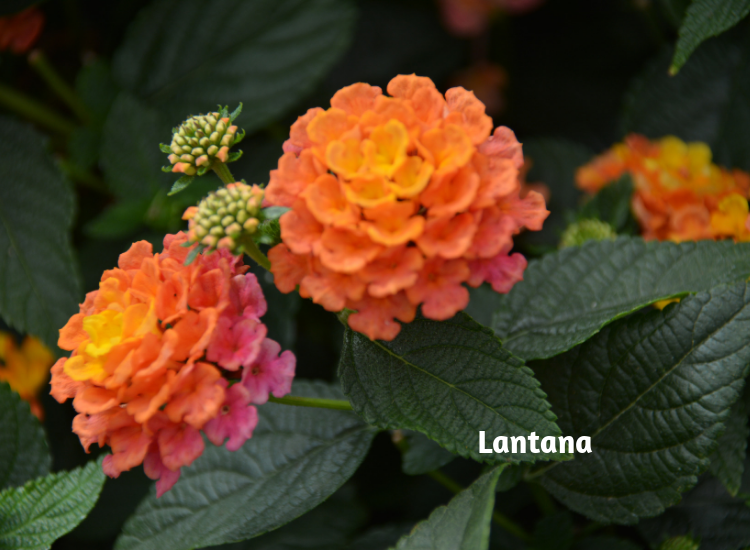 Heat Loving Plants | Flowers, Containers, Gardening | Blooming Secrets