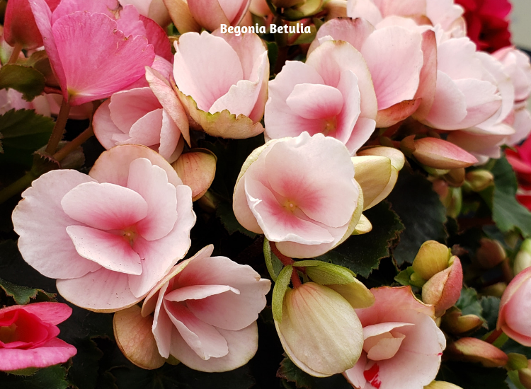 New And Unknown Plants | Flowers, Plants, Gardening | Blooming Secrets