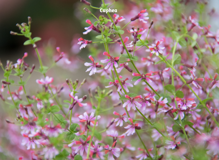 New And Unknown Plants | Flowers, Plants, Gardening | Blooming Secrets