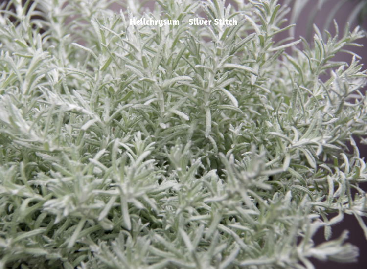 New And Unknown Plants | Flowers, Plants, Gardening | Blooming Secrets