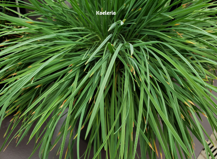 New And Unknown Plants | Flowers, Plants, Gardening | Blooming Secrets