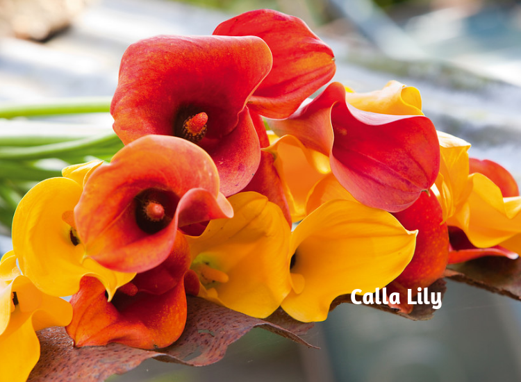 More Ideal Flowers For A Cutting Garden | Plants, Gardening | Blooming ...