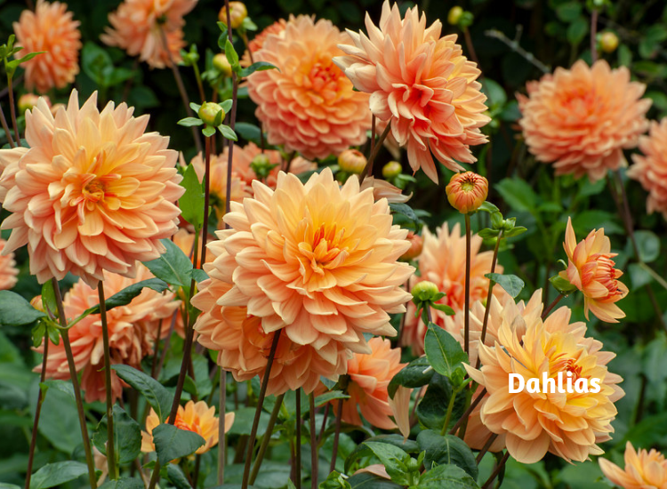 More Ideal Flowers For A Cutting Garden | Plants, Gardening | Blooming ...