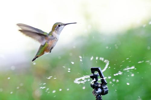 Tips On Attracting Hummingbirds | Birds, Gardening | Blooming Secrets