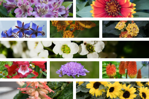 Flowers That Attract Pollinators | Flowers, Gardening | Blooming Secrets