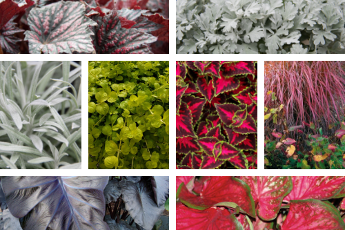 Foliage Gardening Trends | Foliage, Plants, Gardening | Blooming Secrets