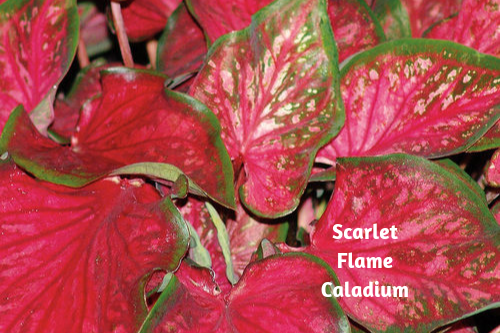 Foliage Gardening Trends | Foliage, Plants, Gardening | Blooming Secrets