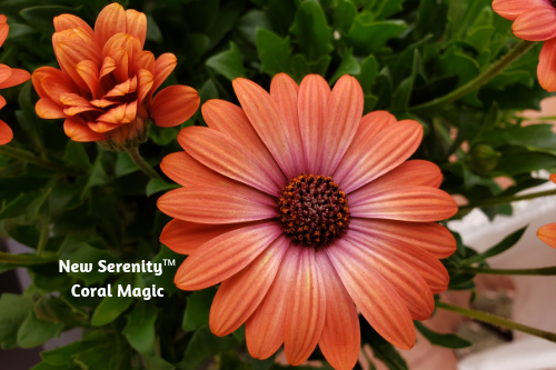 Tips on Growing Osteospermums | Flower, Daisy, Gardening | Blooming Secrets