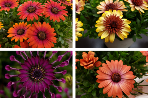 Tips on Growing Osteospermums | Flower, Daisy, Gardening | Blooming Secrets