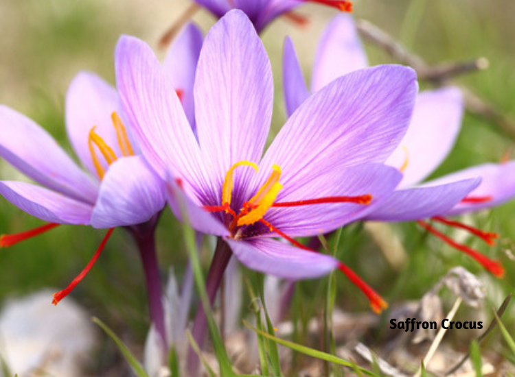 Learn About Fall Blooming Flowers | Crocus, Gardening | Blooming Secrets