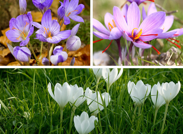 Learn About Fall Blooming Flowers | Crocus, Gardening | Blooming Secrets