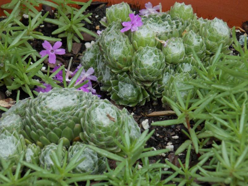 Drought Tolerant Planting | Conserve Water, Gardening | Blooming Secrets