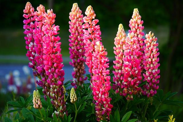 Learn About Growing Lupines | Wildflower, Gardening | Blooming Secrets