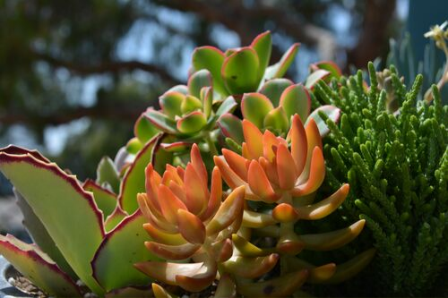 Facts About Succulents | Succulent, Plant, Gardening | Blooming Secrets