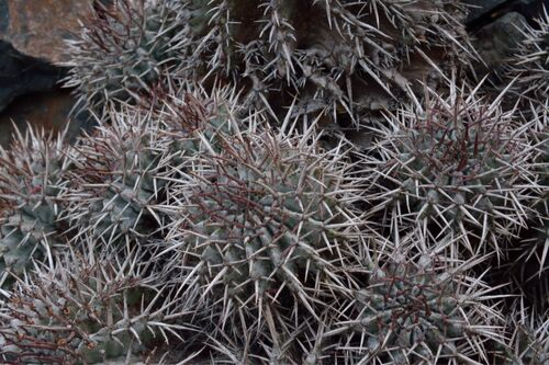 Facts About Succulents | Succulent, Plant, Gardening | Blooming Secrets