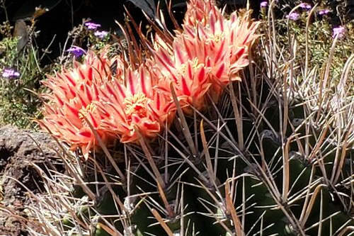 Facts About Succulents | Succulent, Plant, Gardening | Blooming Secrets