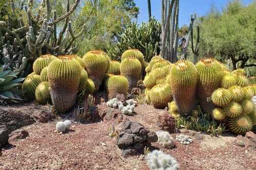 Facts About Succulents | Succulent, Plant, Gardening | Blooming Secrets