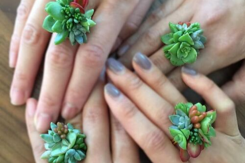 Facts About Succulents | Succulent, Plant, Gardening | Blooming Secrets