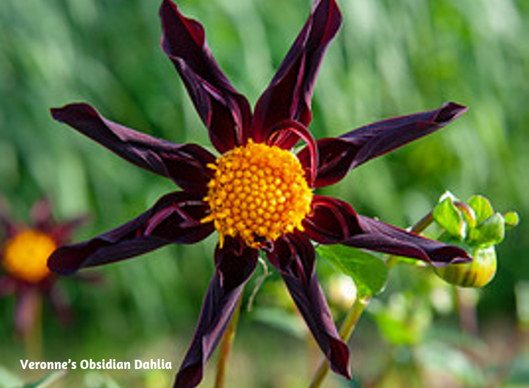 Plant Black Flowers & Plants | Colored Plants, Garden | Blooming Secrets